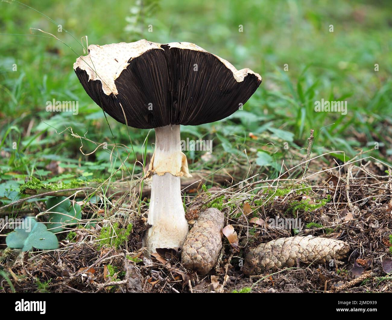 Agaricus hi-res stock photography and images - Alamy