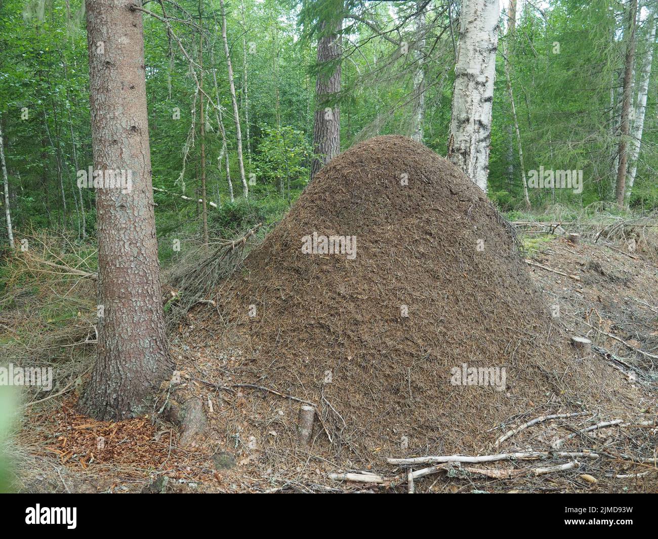 Anthill hi-res stock photography and images - Alamy