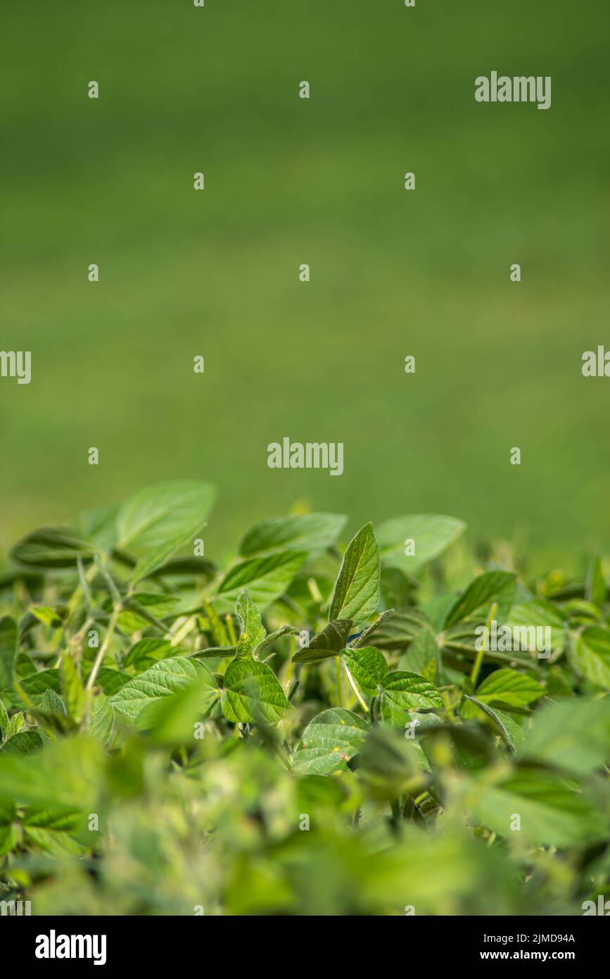 Soybean texture hi-res stock photography and images - Alamy