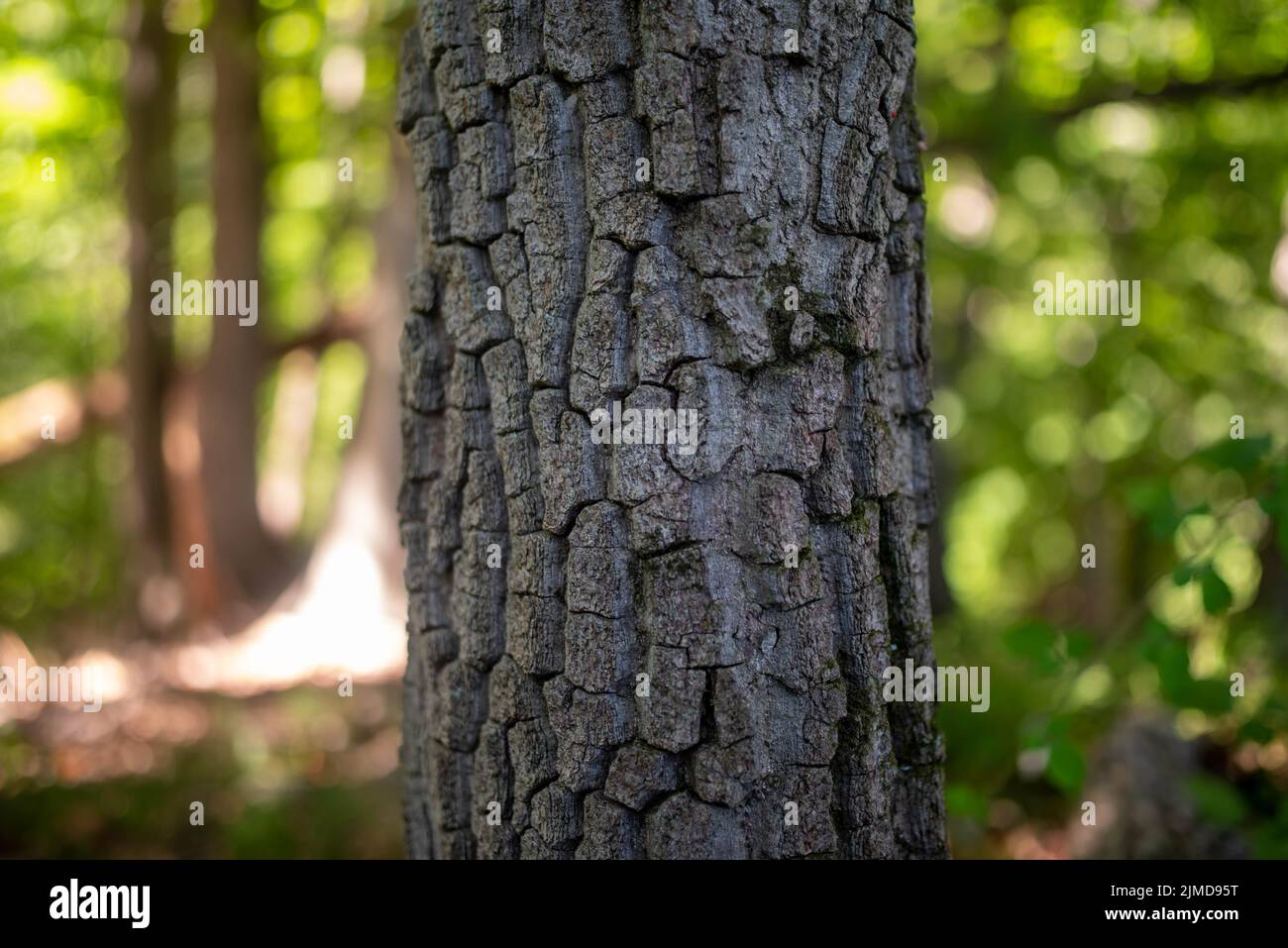 Rough tree bark close up in ethereal defocused forest Stock Photo - Alamy