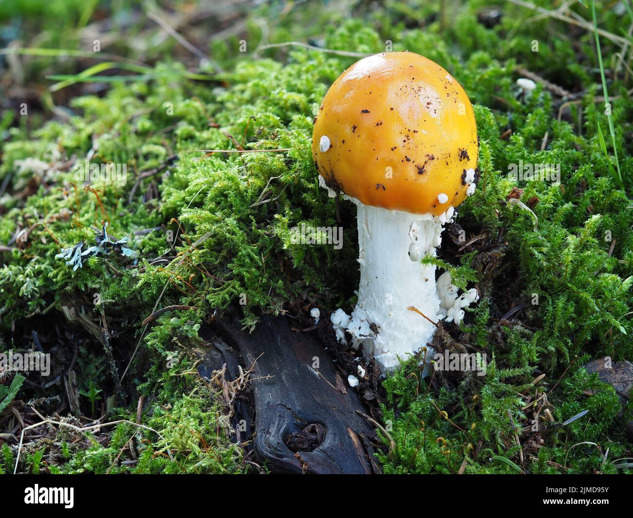 Gelber fliegenpilz hi-res stock photography and images - Alamy