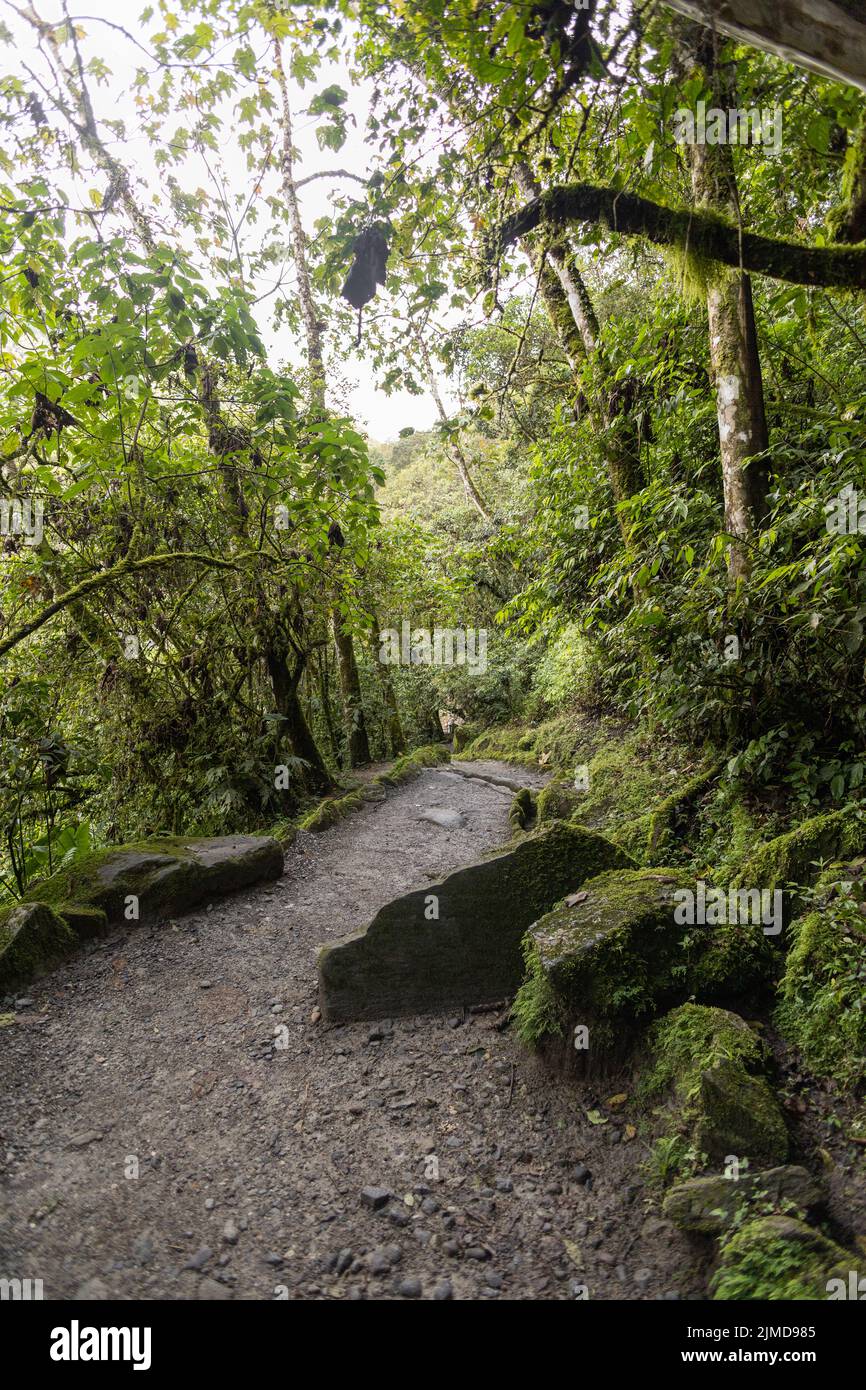 beautiful landscape with nature of a path in a park, natural ...