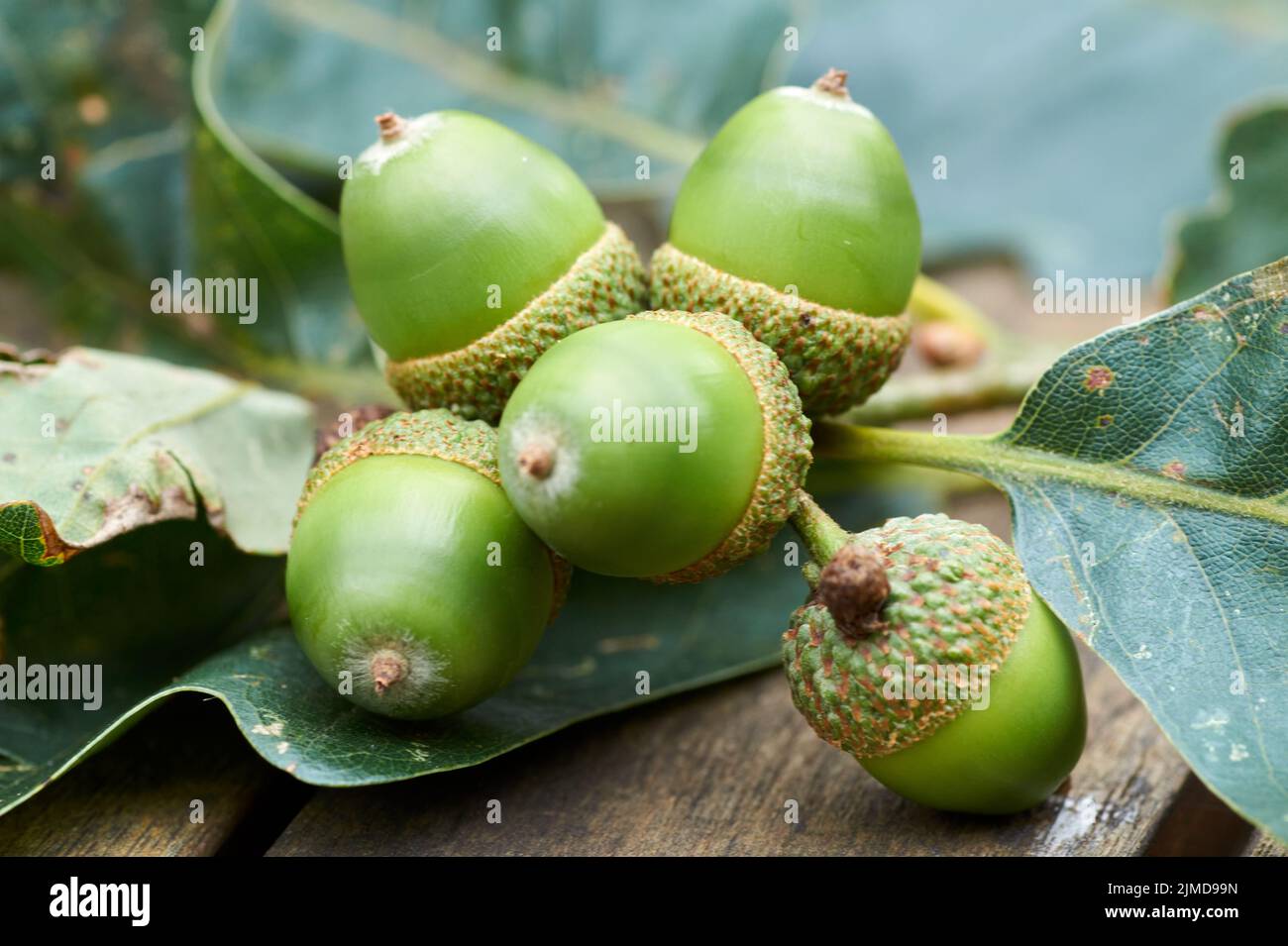 Oak branch with green leaves and acorns on a sunny day. Blurred leaf ...