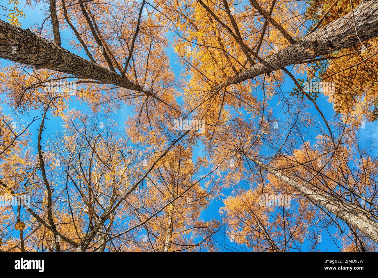 Trees looking up leaves hi-res stock photography and images - Alamy