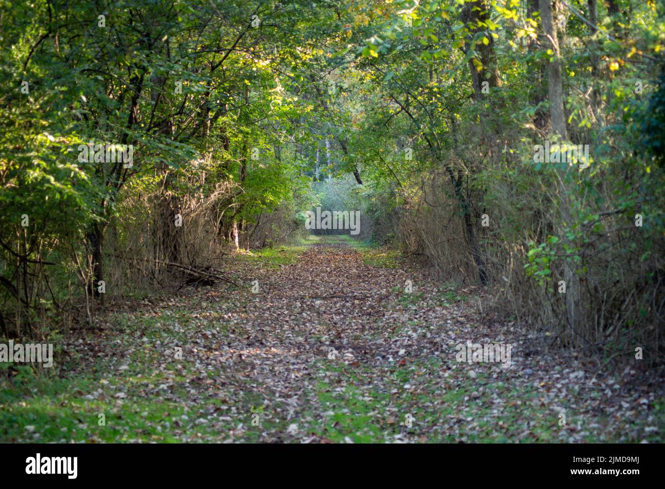 Wood path dappled light hi-res stock photography and images - Alamy