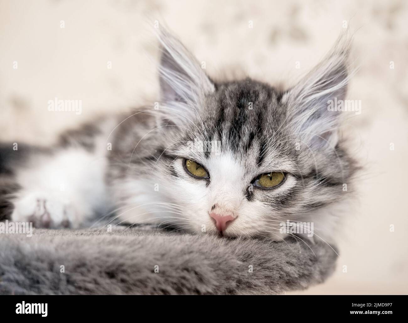 Comfortable looking bed hi-res stock photography and images - Alamy