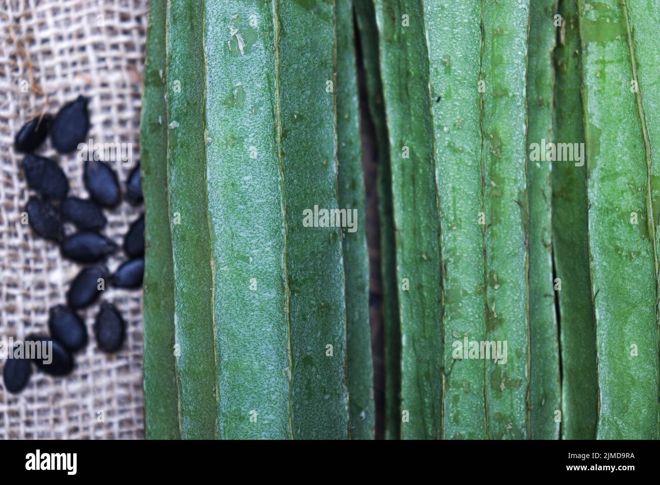 Ridges Gourd stock with seed on farm for farming Stock Photo - Alamy