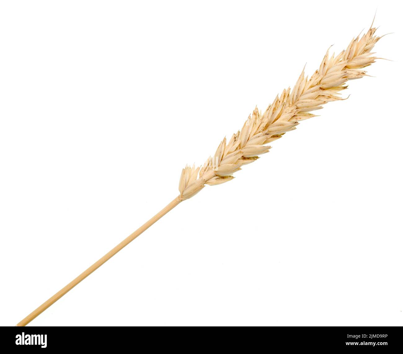 Ear single wheat hi-res stock photography and images - Alamy