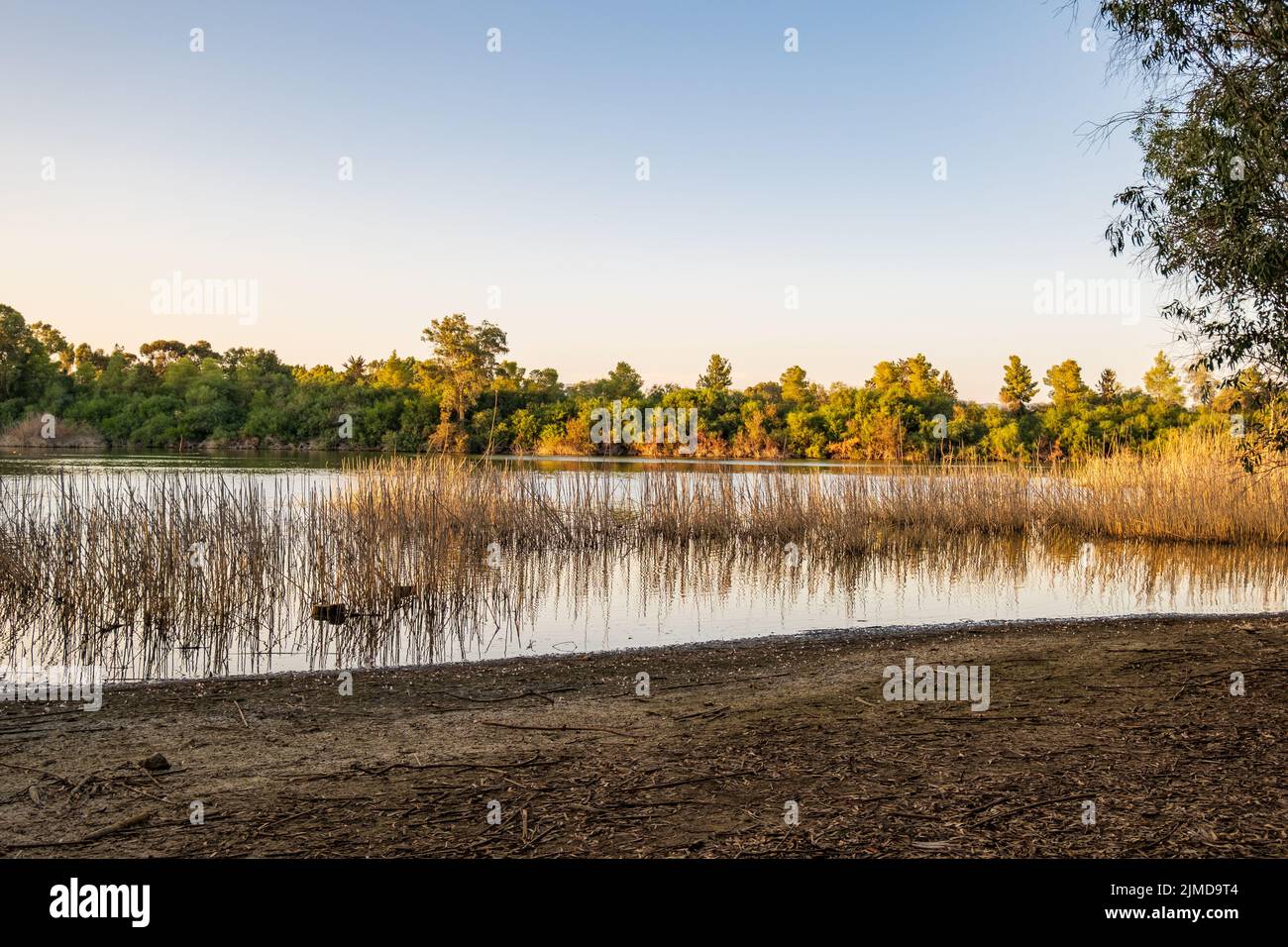 Athalassa Lake, Cyprus with cane and branch water reflections on a ...