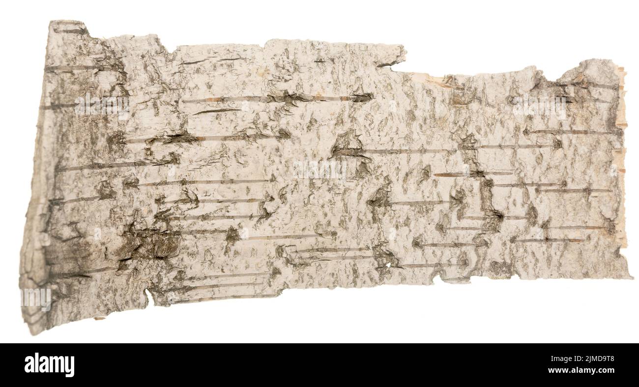 Flat bark Cut Out Stock Images & Pictures - Alamy