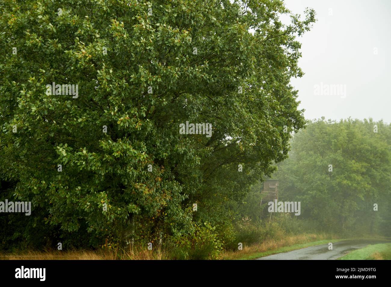 Closeup of mystical fog forest. Mist and low hanging clouds moving ...