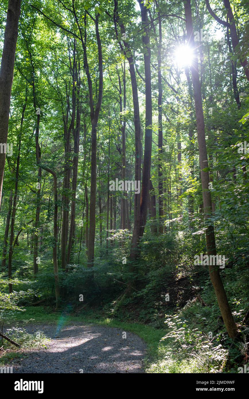 Sunbeams through tall trees above idyllic meditative forest path Stock ...
