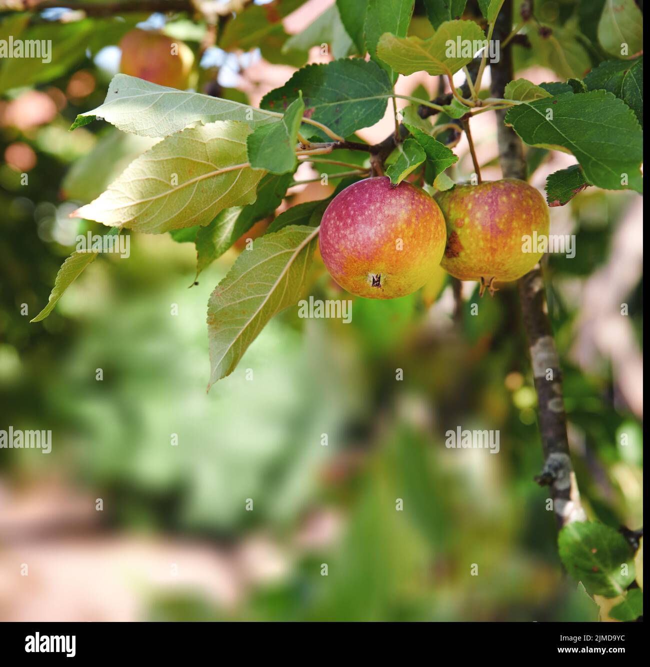 Life cycle of apple tree hi-res stock photography and images - Alamy