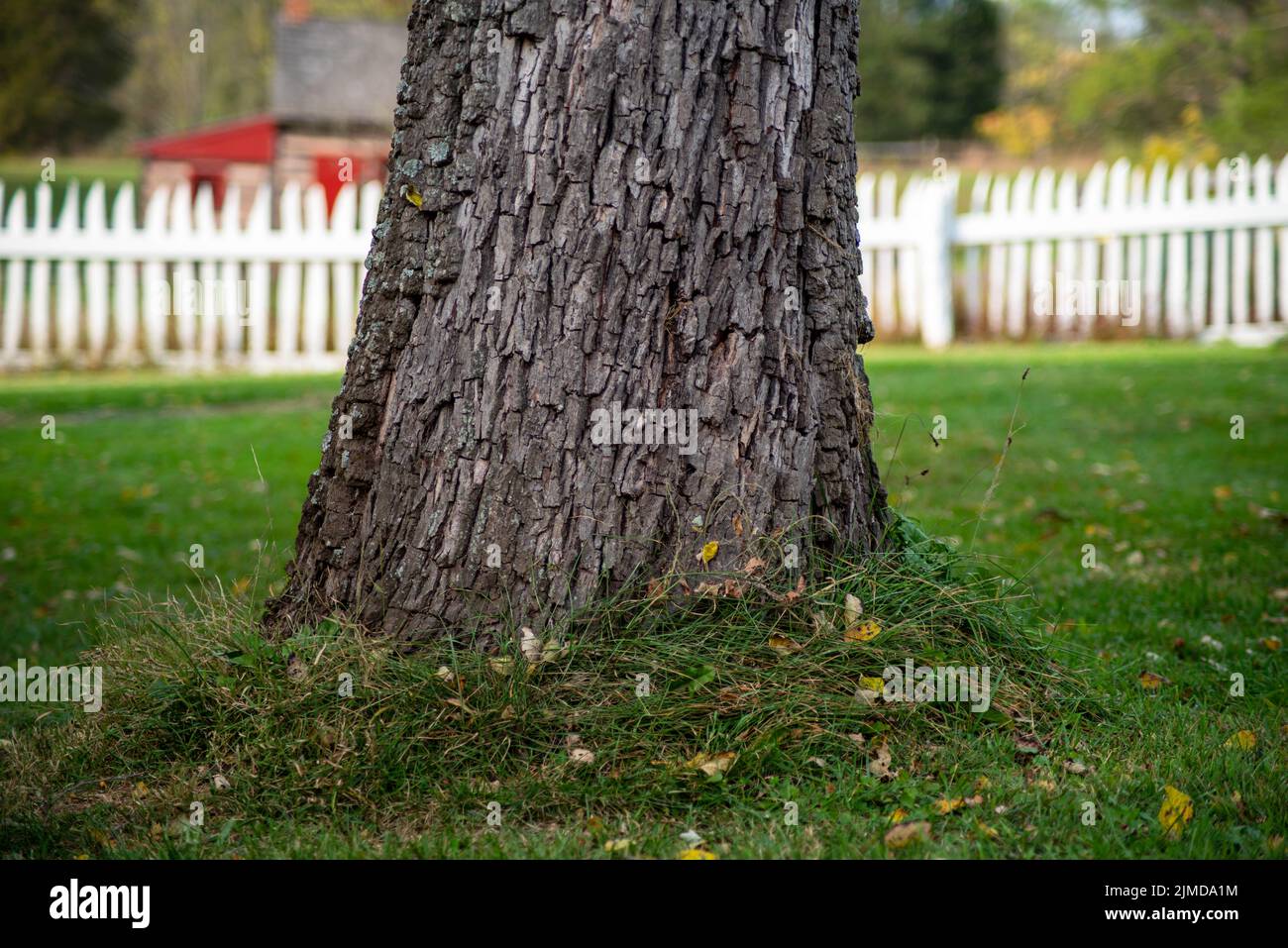 Close up textured tree trunk with swirled grass and white garden fence ...