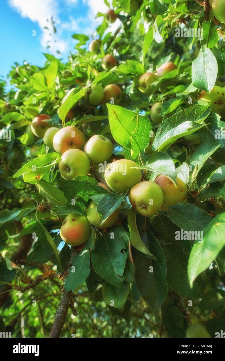 Life cycle of apple tree hi-res stock photography and images - Alamy