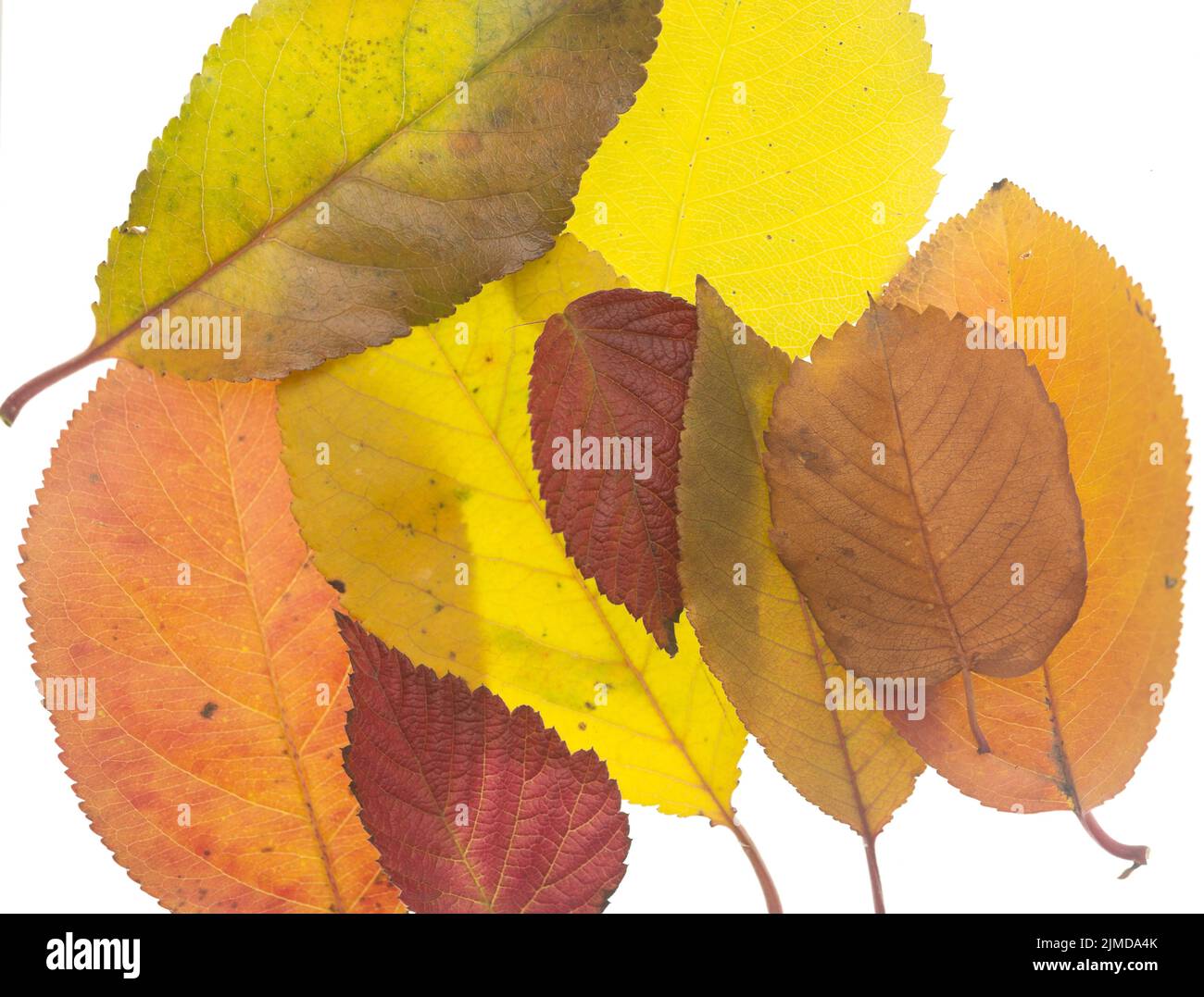 Group leaves isolated on hi-res stock photography and images - Alamy