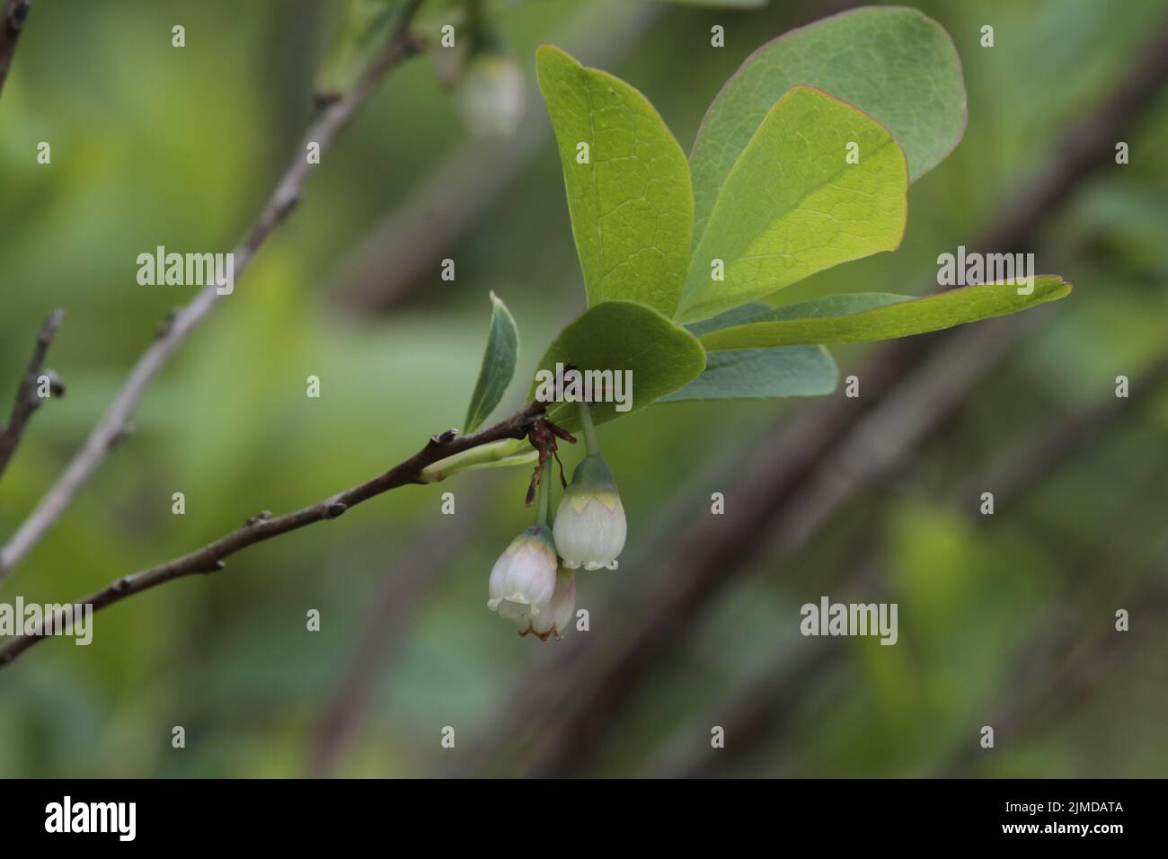 Western blueberry blossom Stock Photo - Alamy