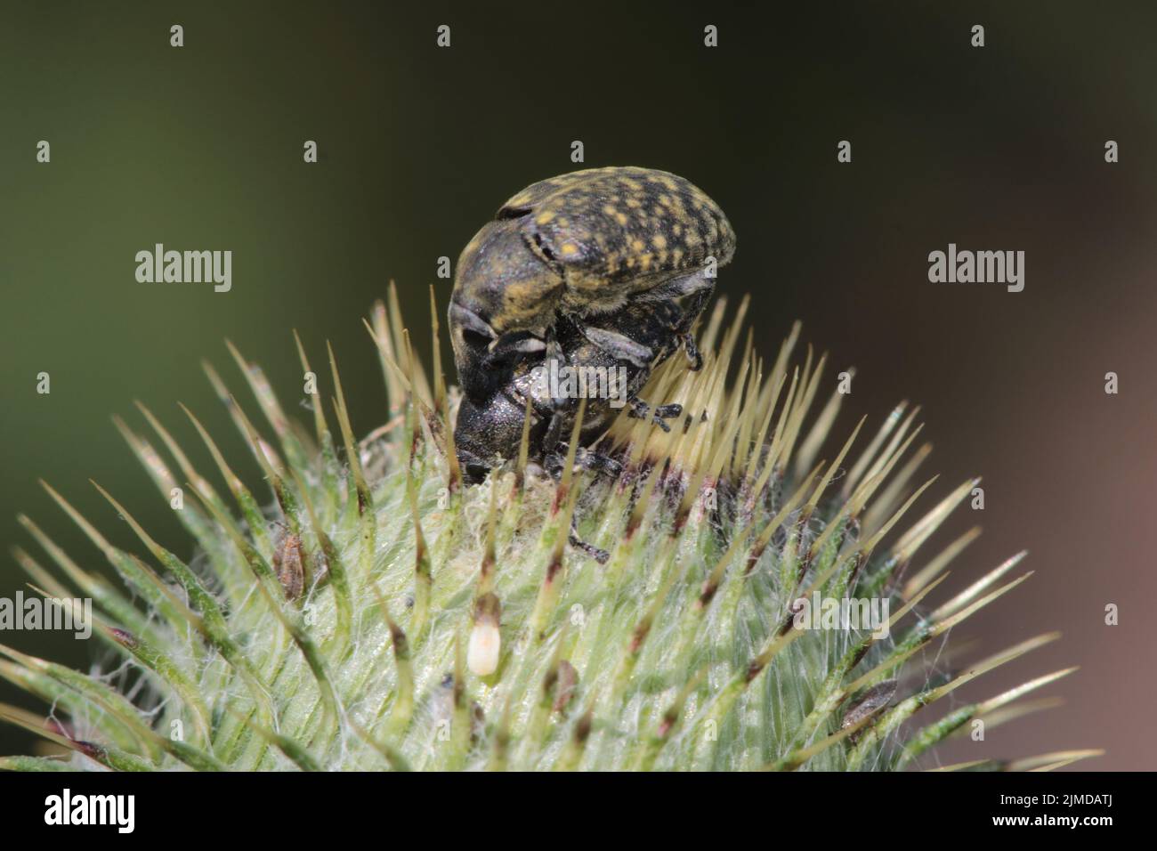 Black vine weevil Stock Photo - Alamy