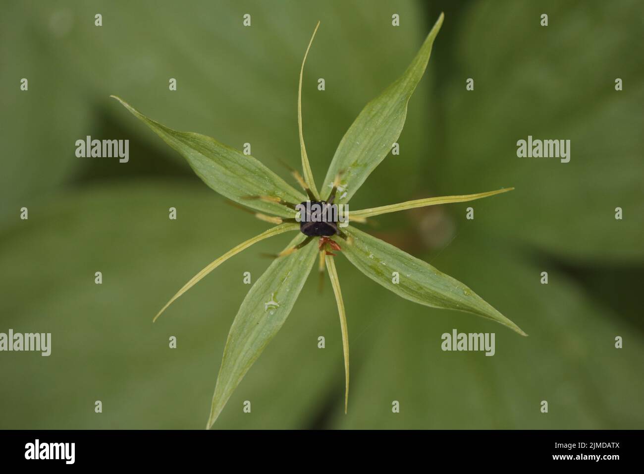 True lover's knot Stock Photo - Alamy