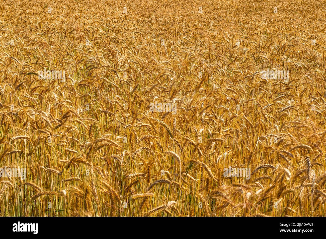 Gold Wheat Field. Beards of Golden Barley Close Up. Ripening Ears of ...