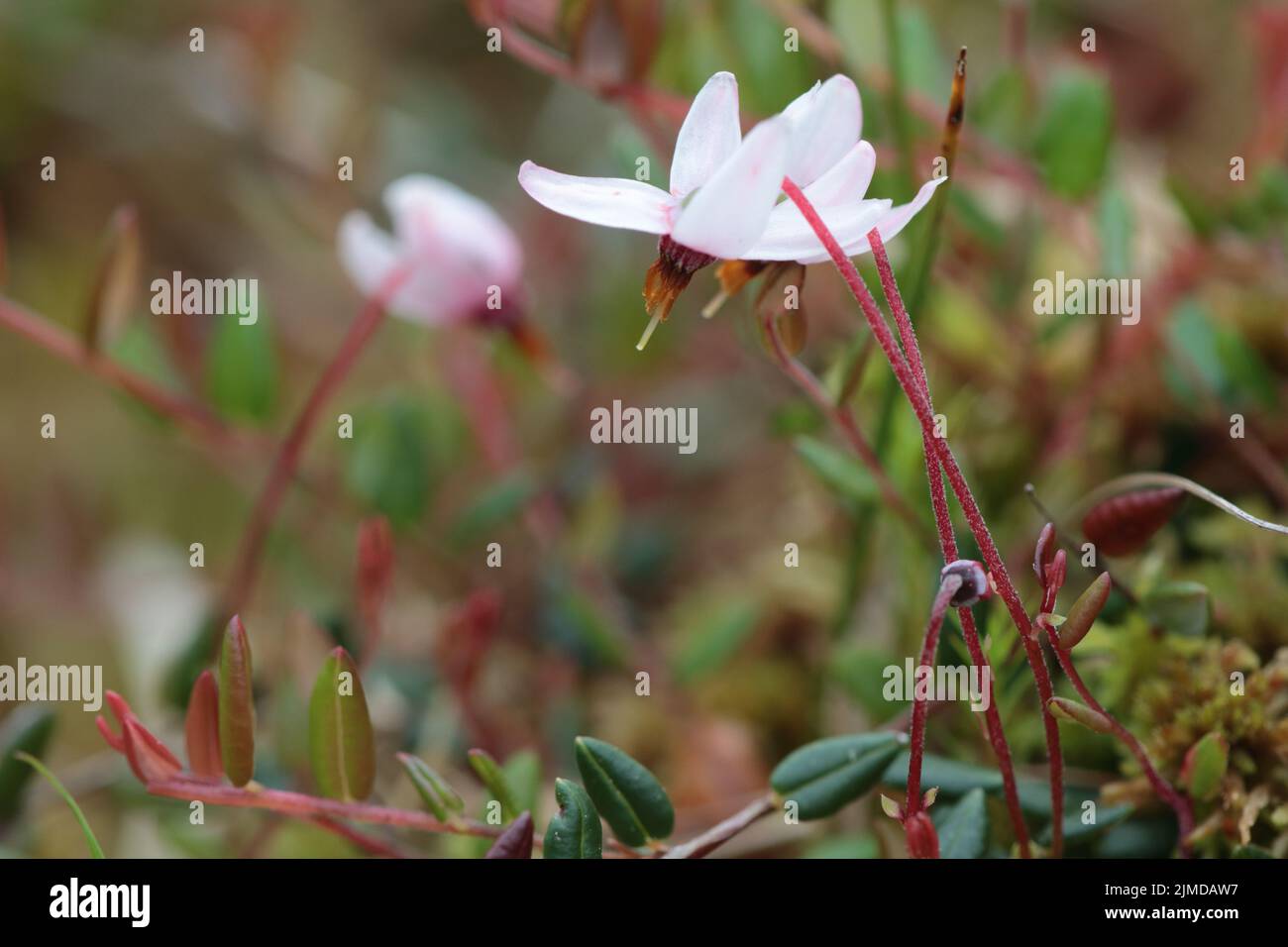 Cranberry flower hi-res stock photography and images - Alamy