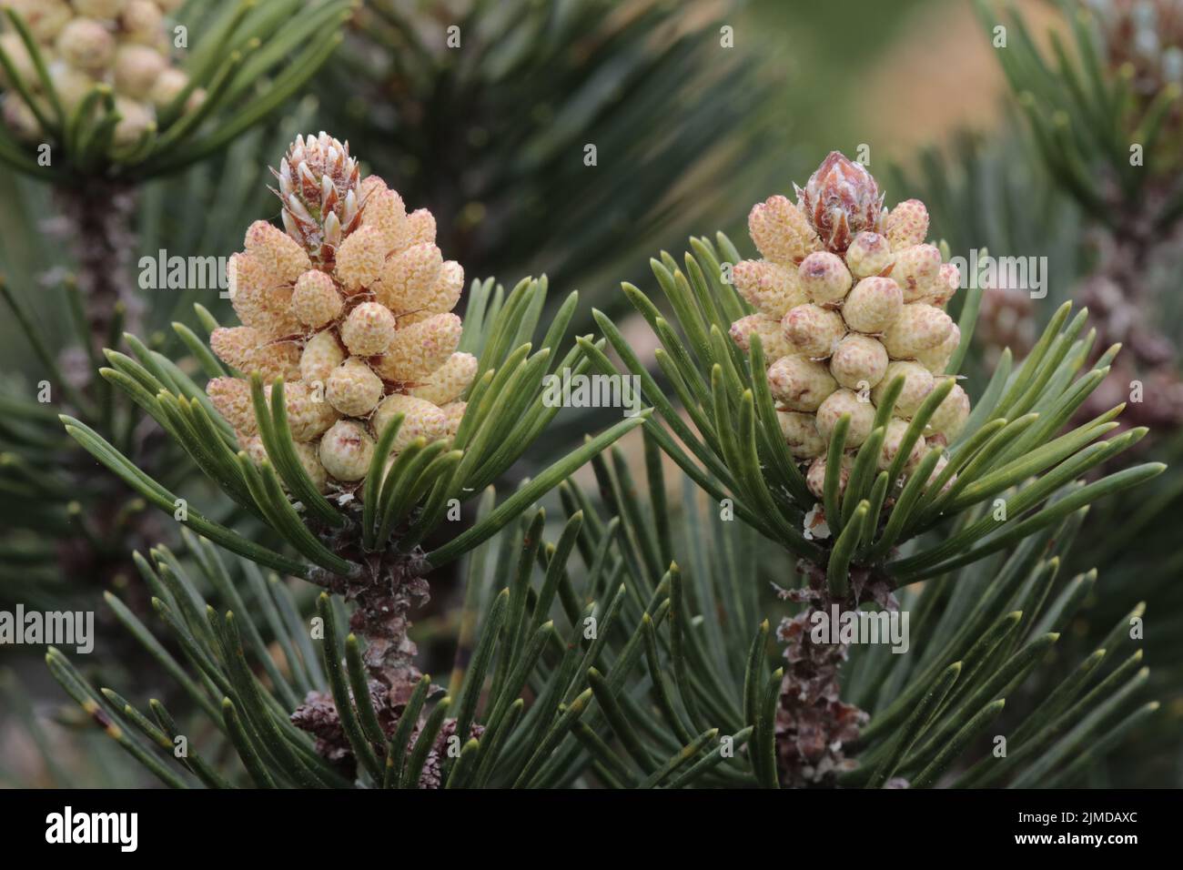 Scrub pine hi-res stock photography and images - Alamy