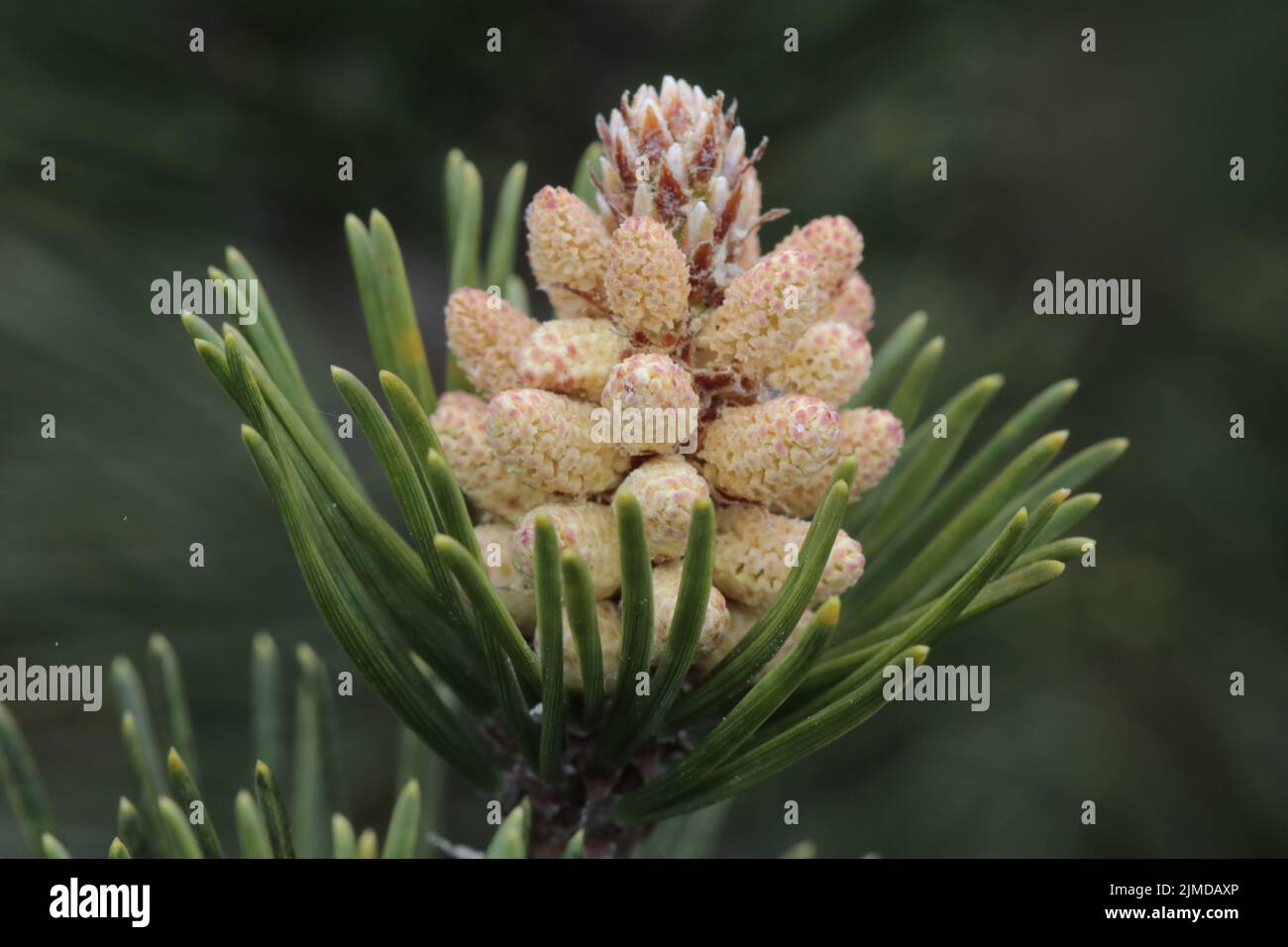 Scrub pine hi-res stock photography and images - Alamy