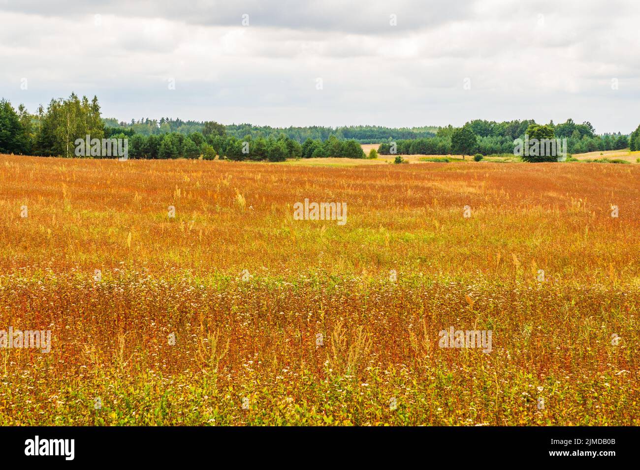 Scenic Agricultural Landscape. Countryside Field. Cloudy Weather Stock ...