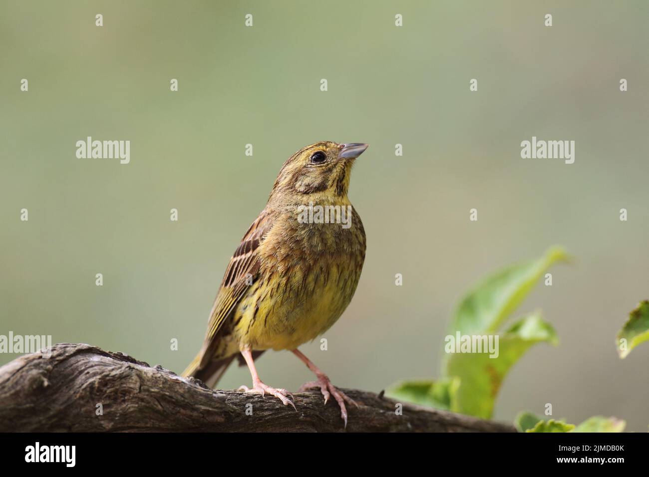 Goldhammer hi-res stock photography and images - Alamy