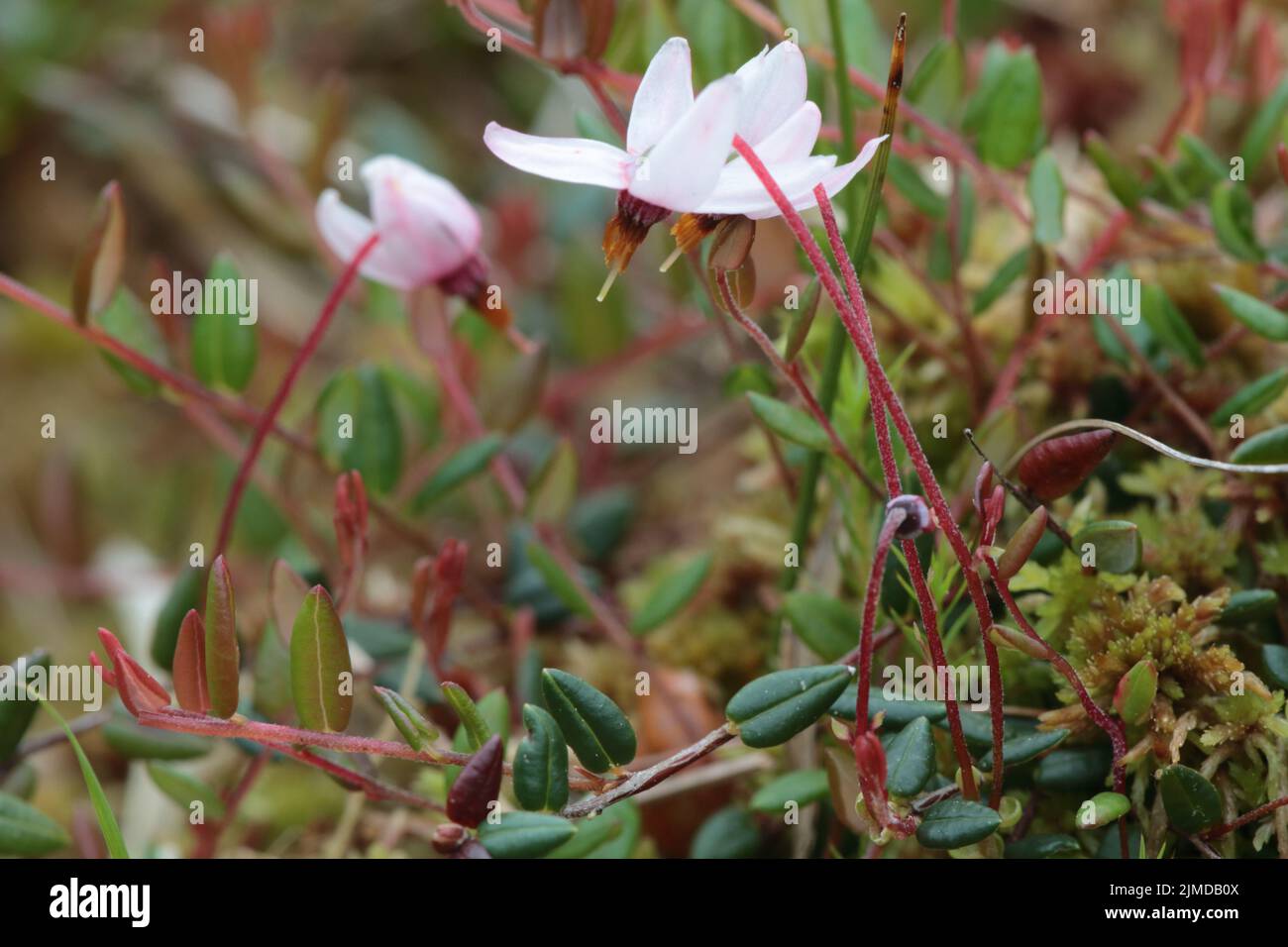 Ercaceae hi-res stock photography and images - Alamy