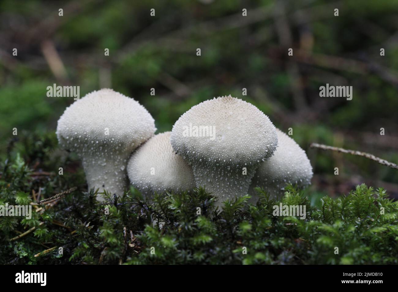 Wolf farts hi-res stock photography and images - Alamy