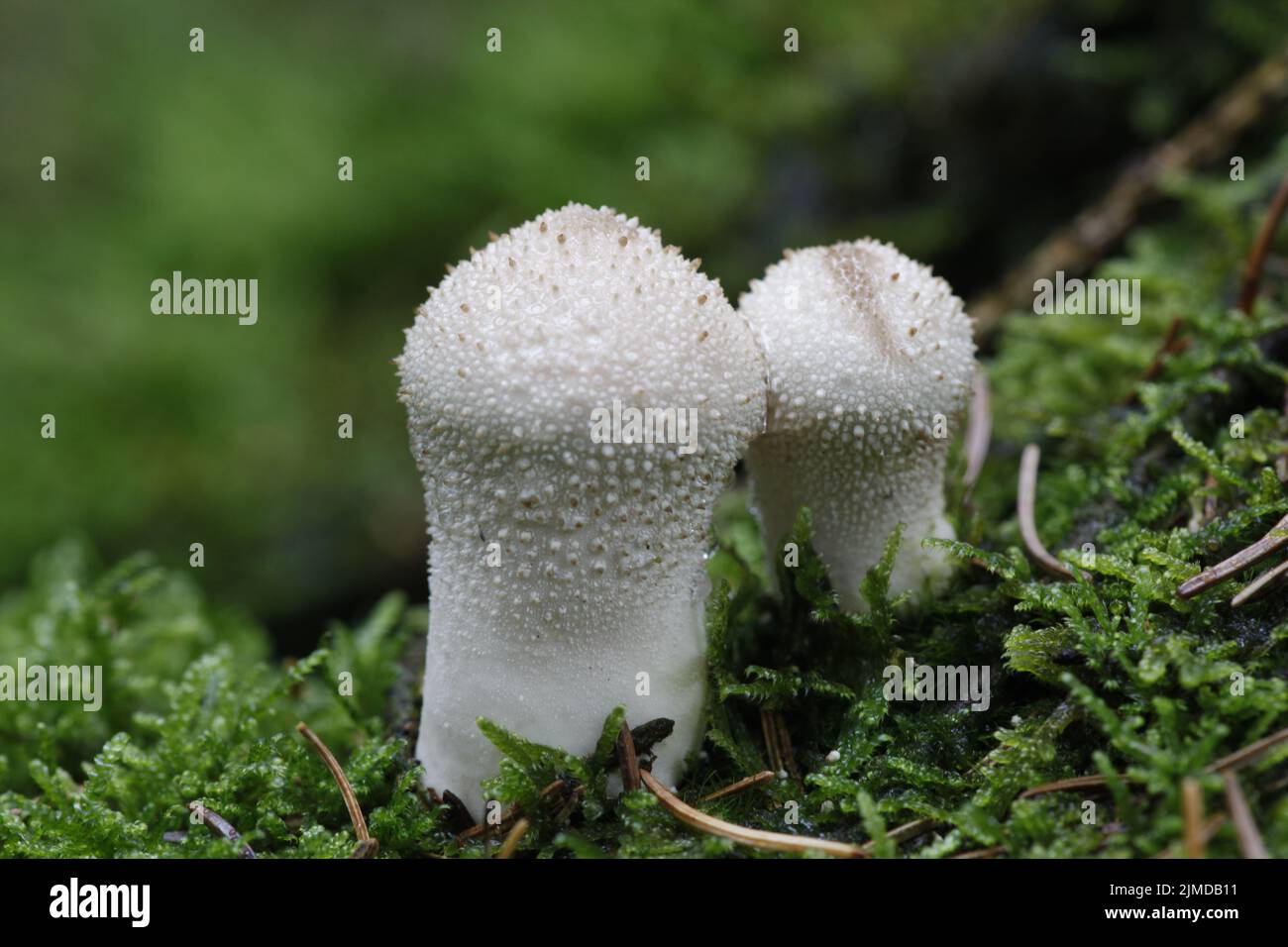Wolf farts hi-res stock photography and images - Alamy