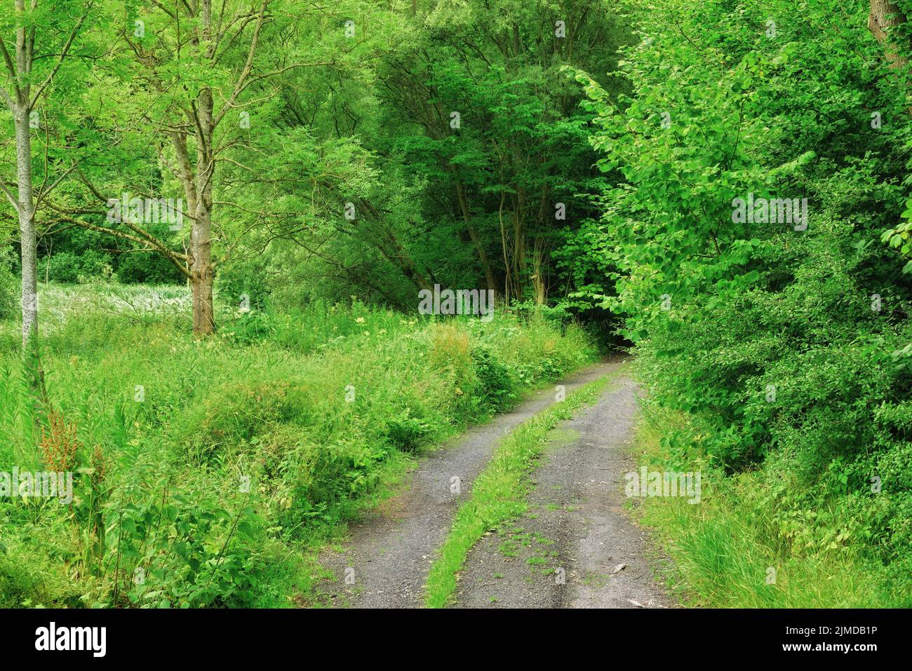 The forest in springtime - Denmark. Nature photos from Denmark Stock ...