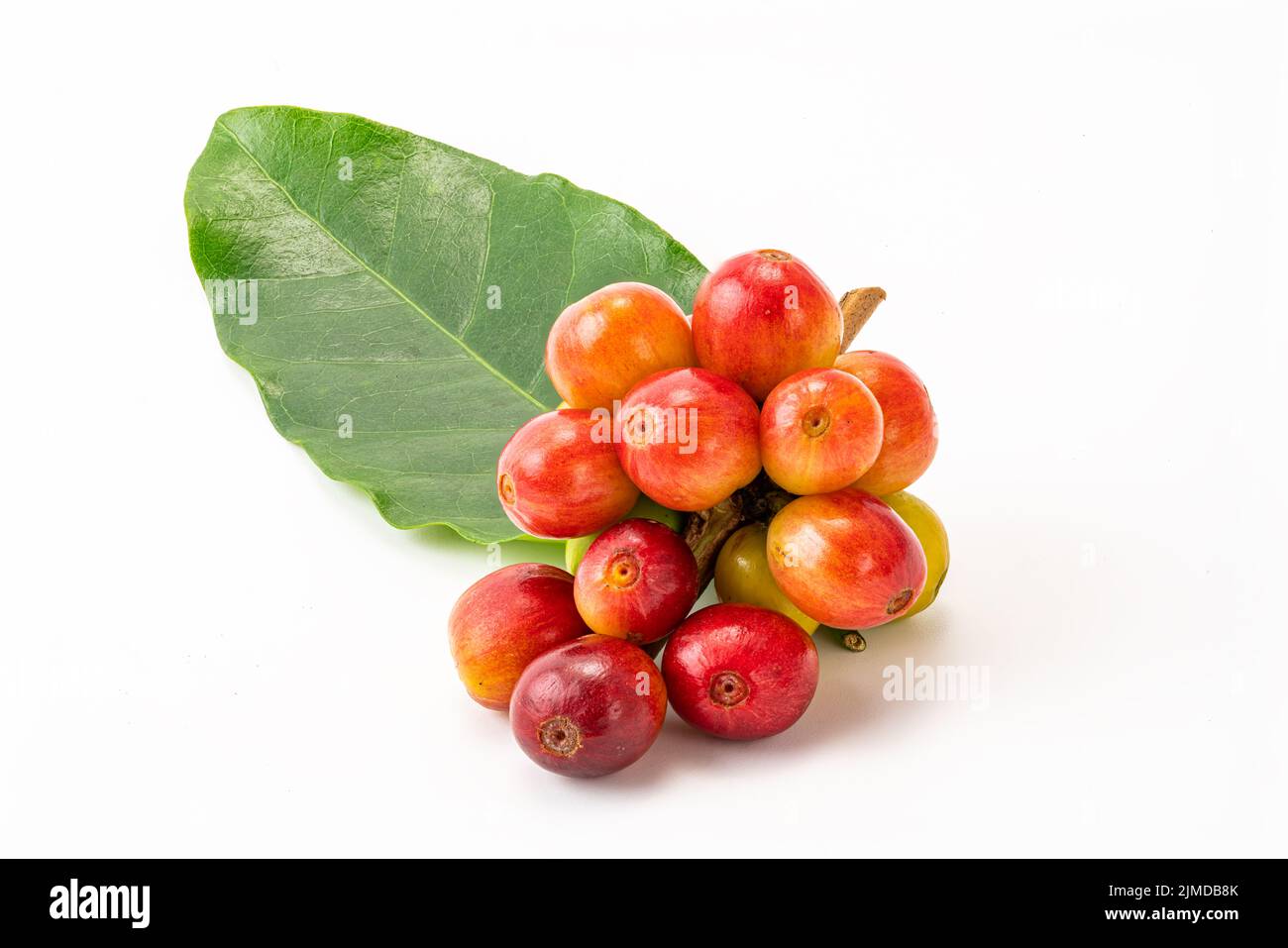Bunch of coffee fruit with leaf isolated on white background with ...