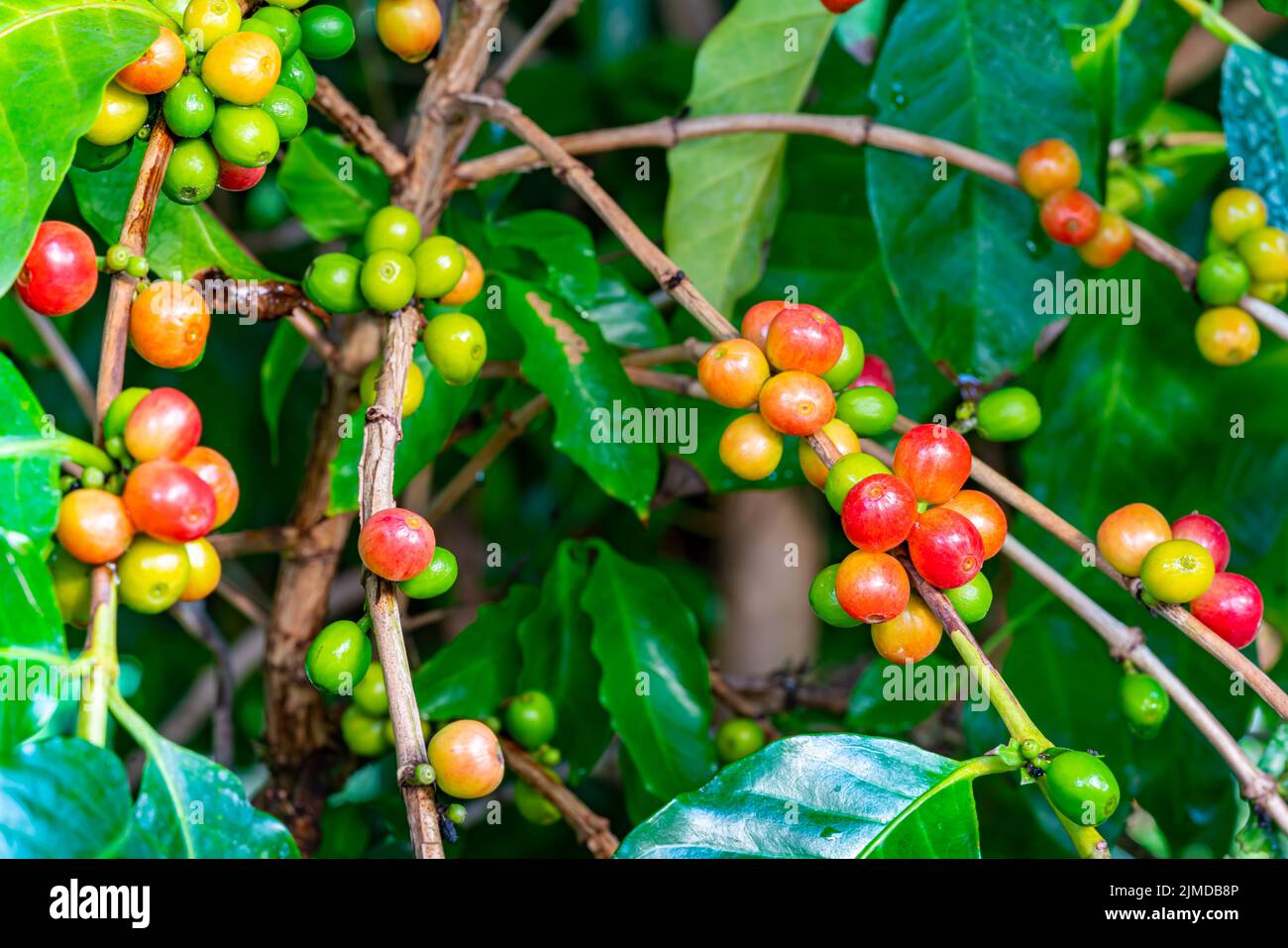 Fresh fruit bunches hi-res stock photography and images - Alamy