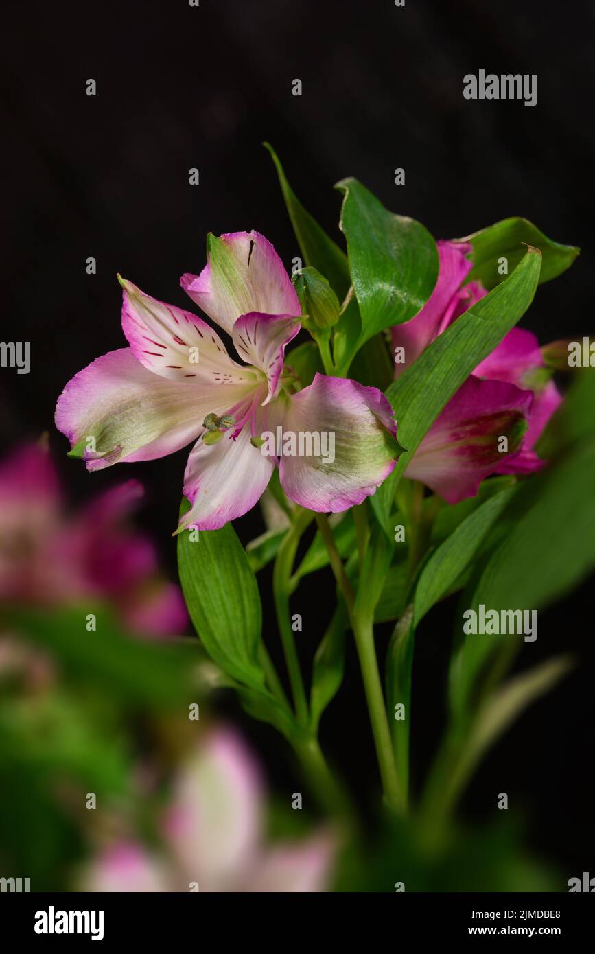 Beautiful bouquet of flowers. Bouquet with different kind of flowers ...