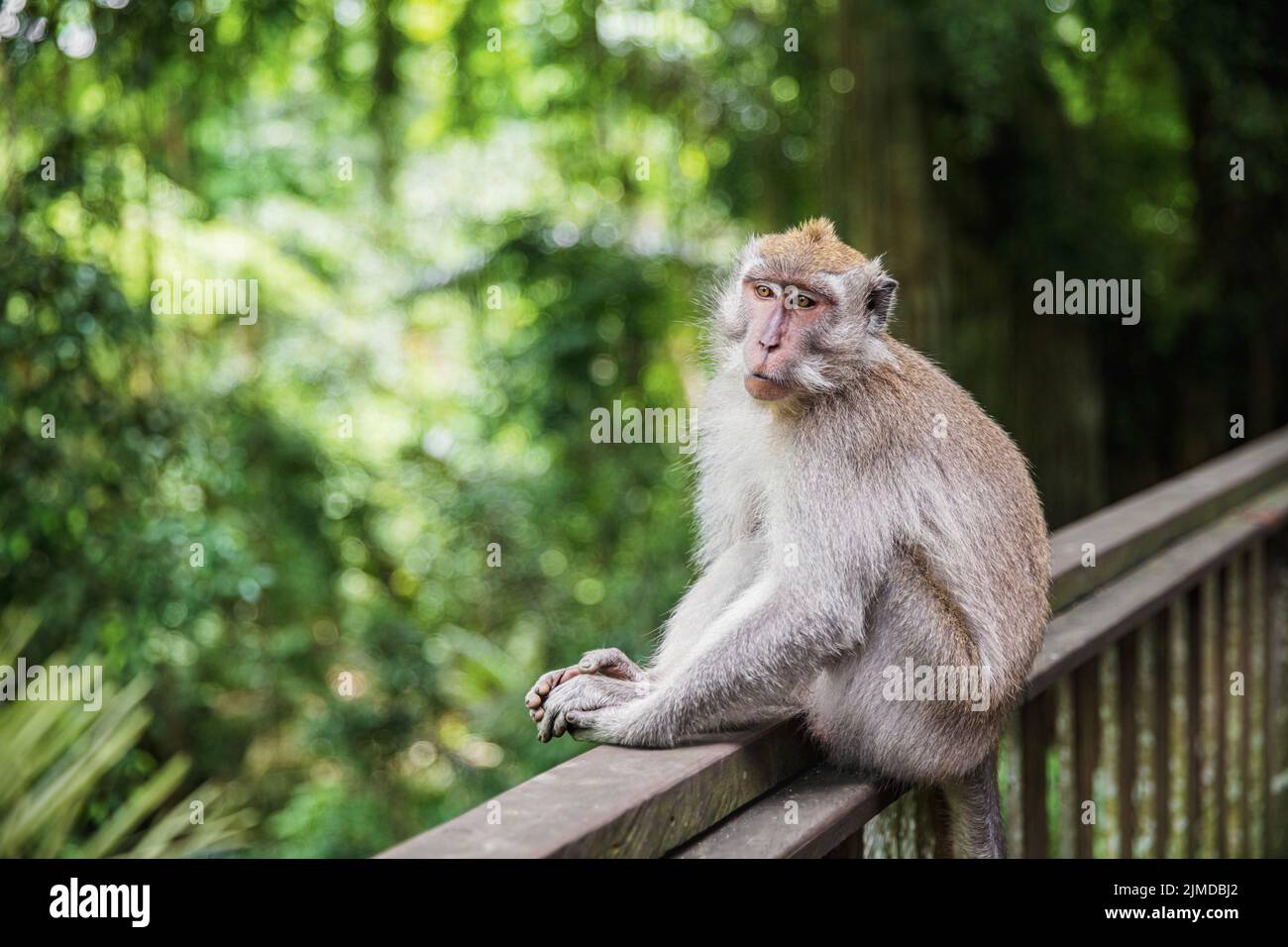 Pretty Balinese monkey sitting on a wooden railing Stock Photo - Alamy