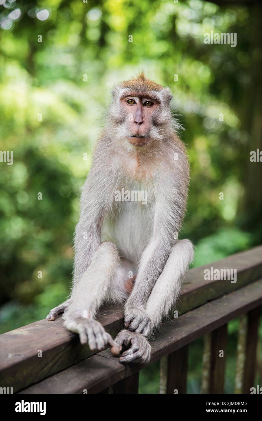 Calm monkey sitting on a wooden railing Stock Photo - Alamy