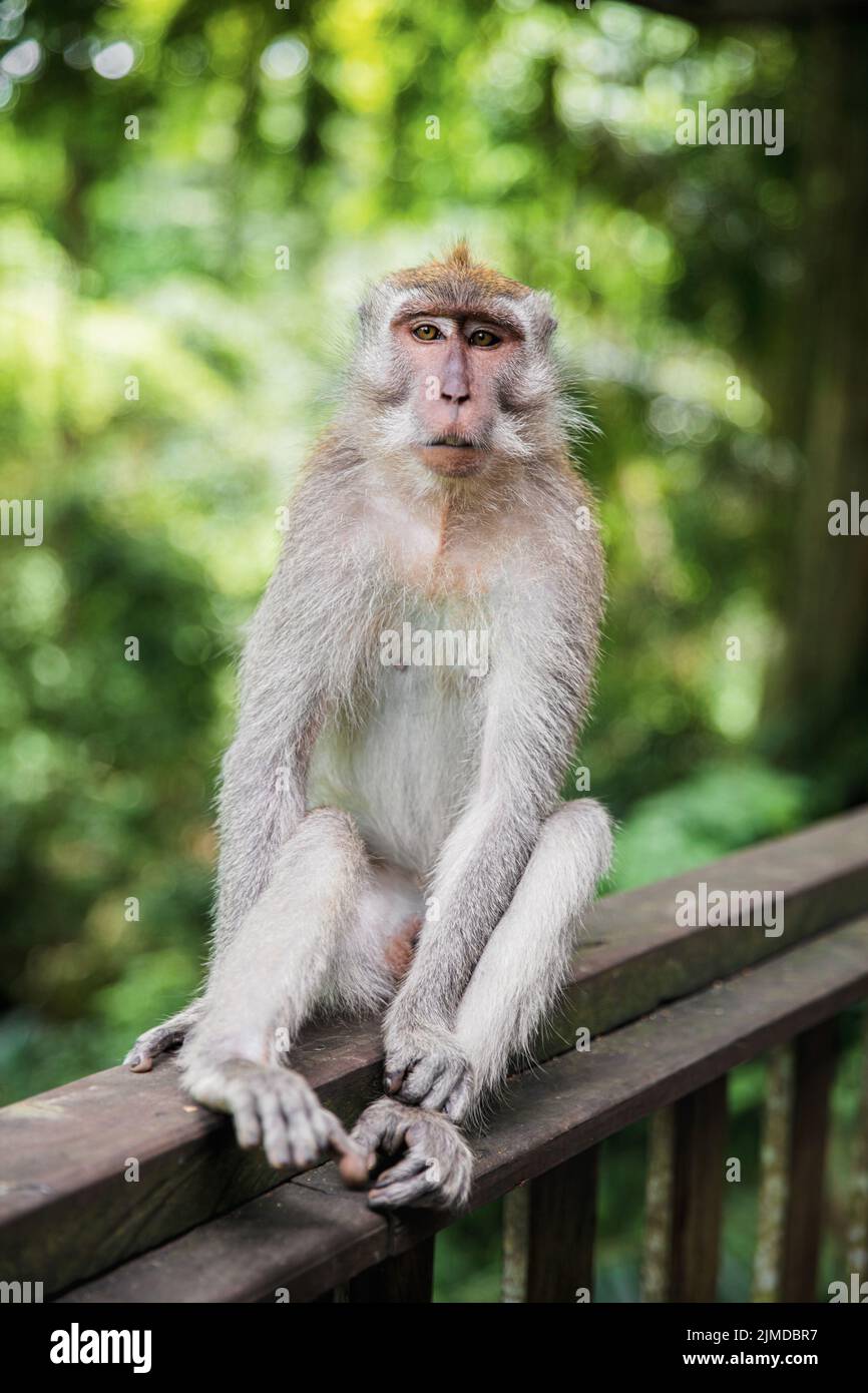 Indonesian railing hi-res stock photography and images - Alamy