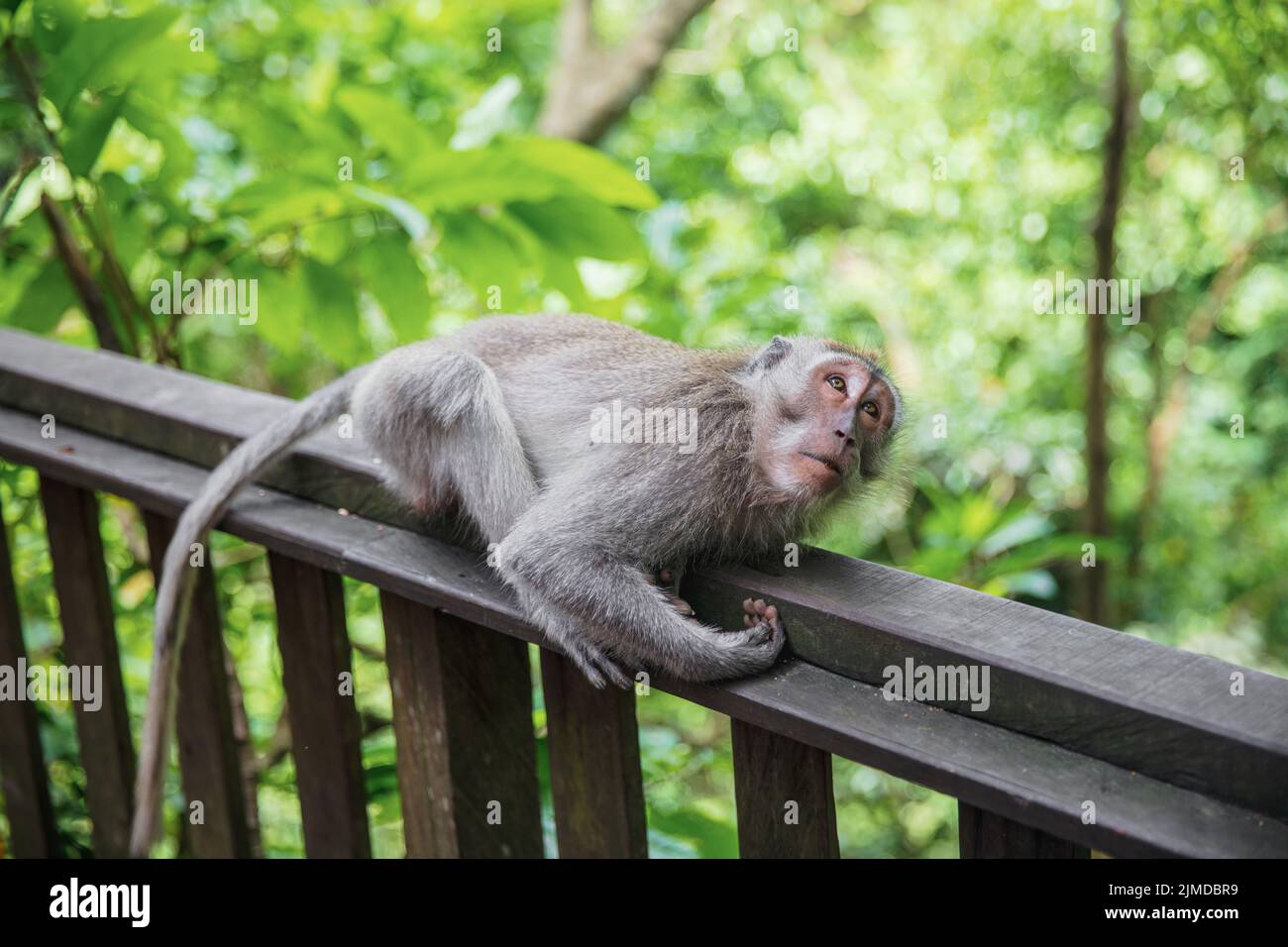 Monkey on railings hi-res stock photography and images - Alamy