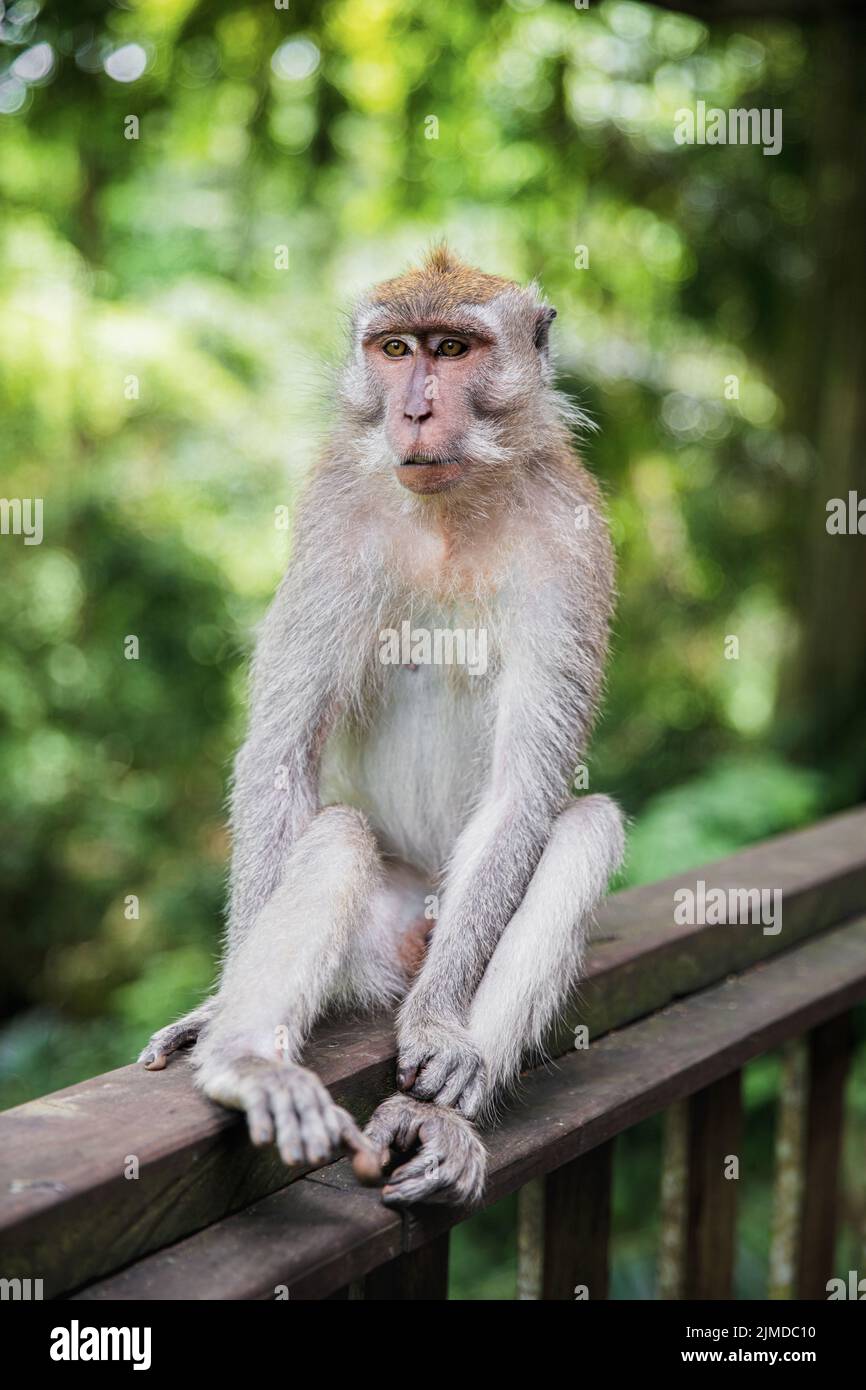 Cute monkey sitting on a wooden railing Stock Photo - Alamy