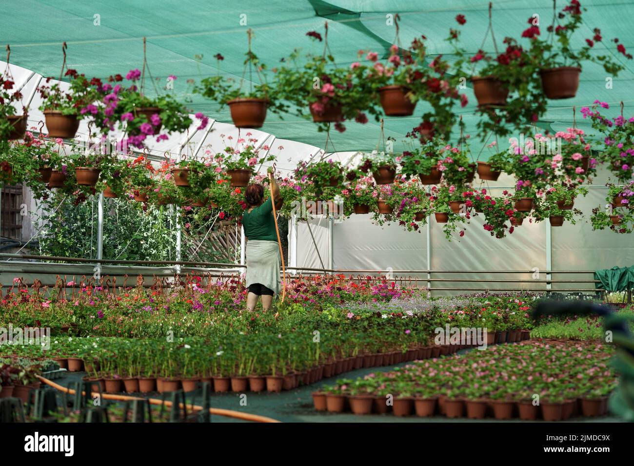 Large assortment of different kinds of decorative flower plants for ...