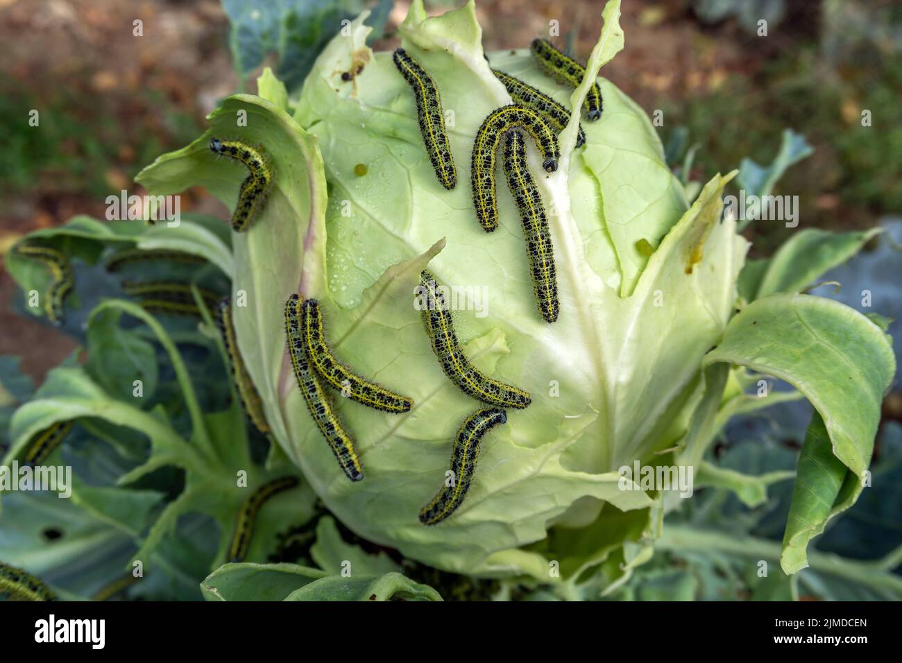 Caterpillars food plant hi-res stock photography and images - Alamy