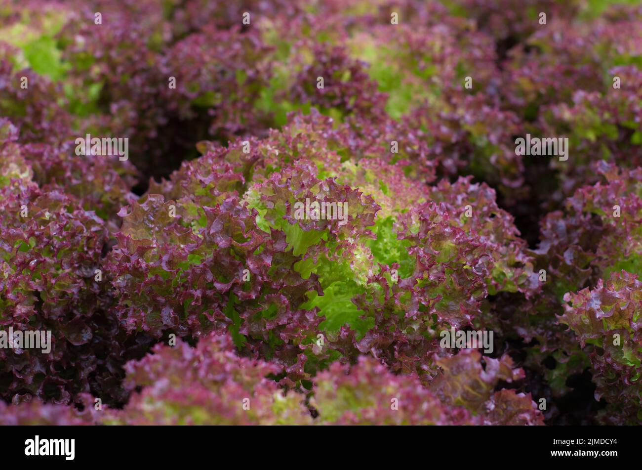 Lettuce lollo biondo hi-res stock photography and images - Alamy