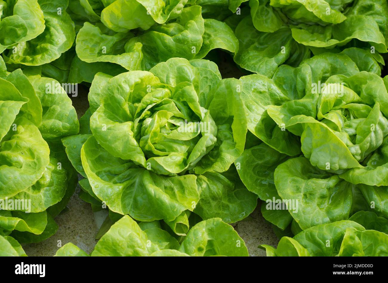 Harvesting lettuces hi-res stock photography and images - Alamy