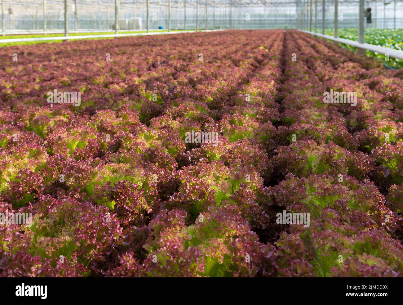 Red curly lettuce hi-res stock photography and images - Alamy