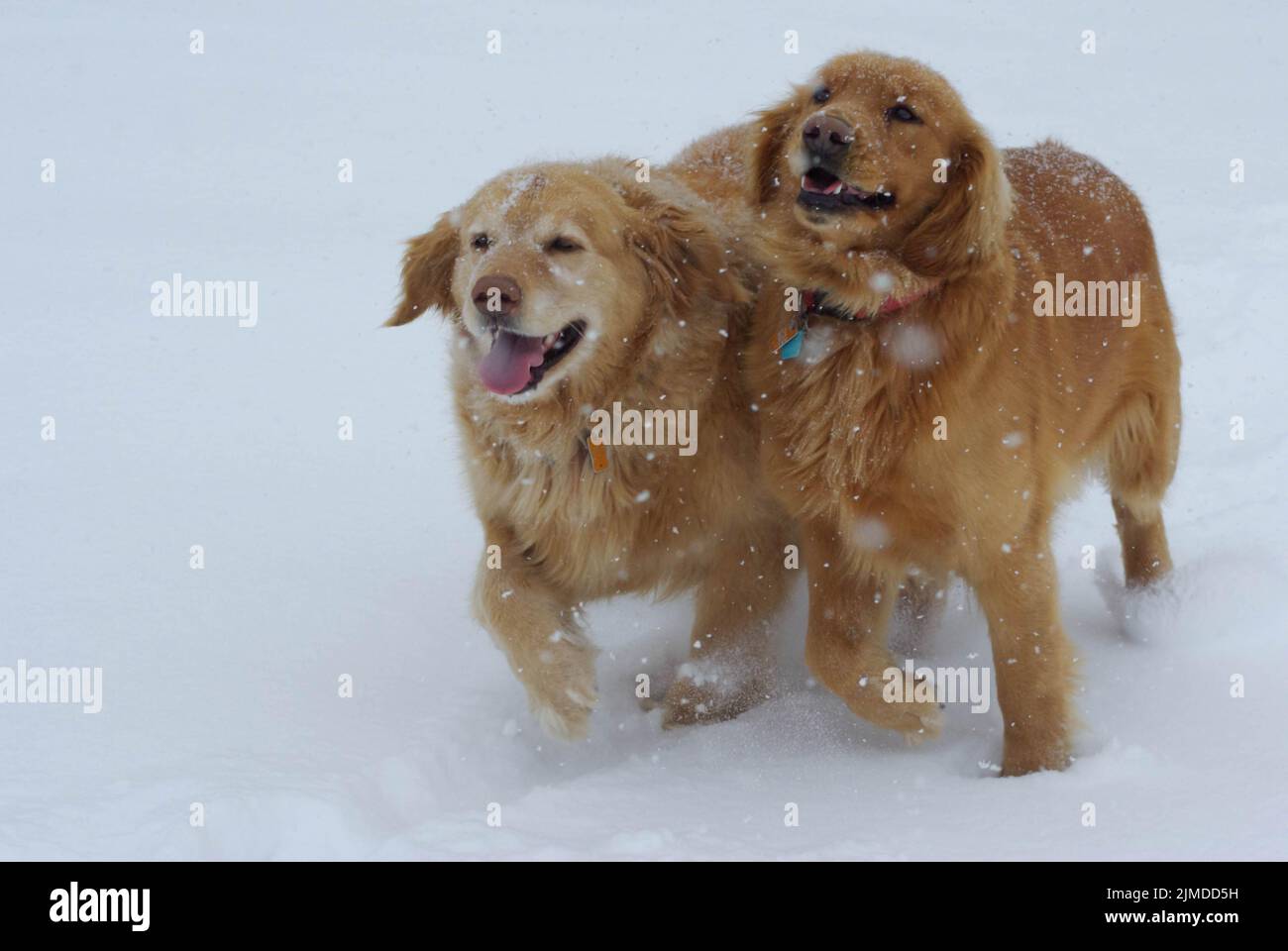 Long haired retriever hi-res stock photography and images - Alamy