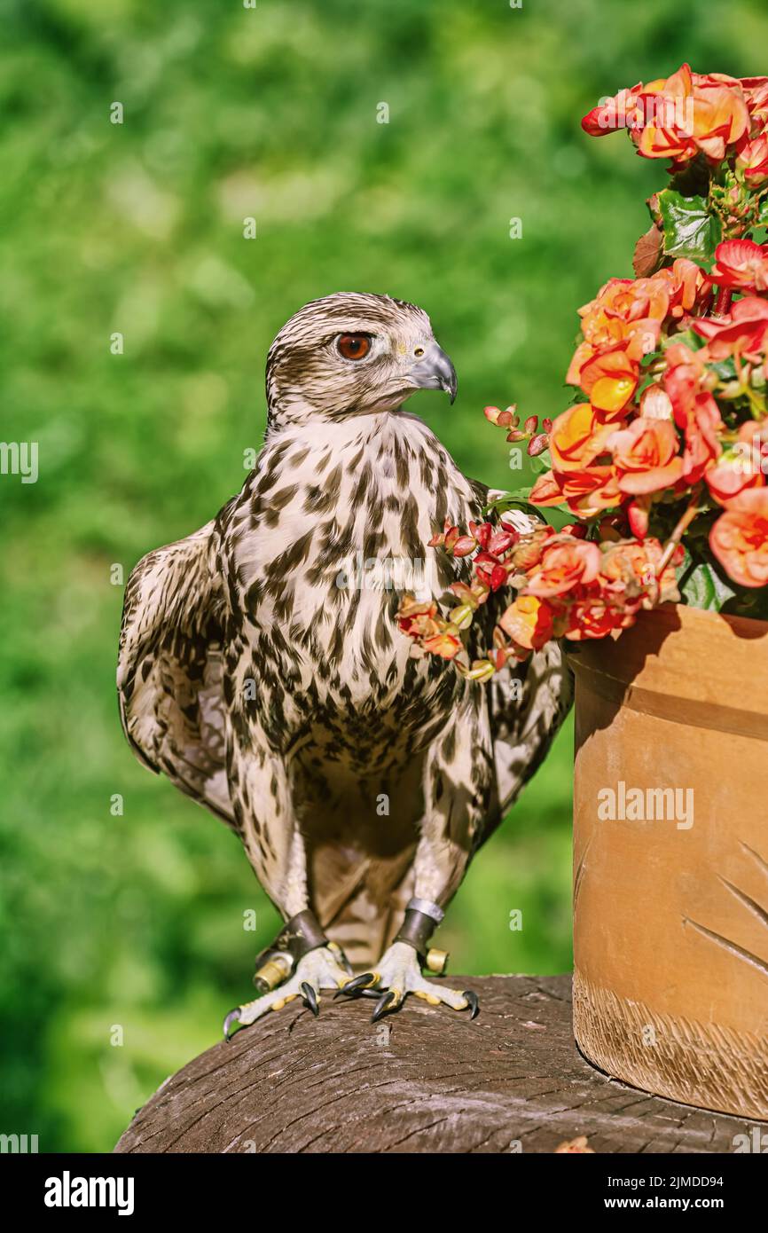 Saker falcon (Falco cherrug Stock Photo - Alamy