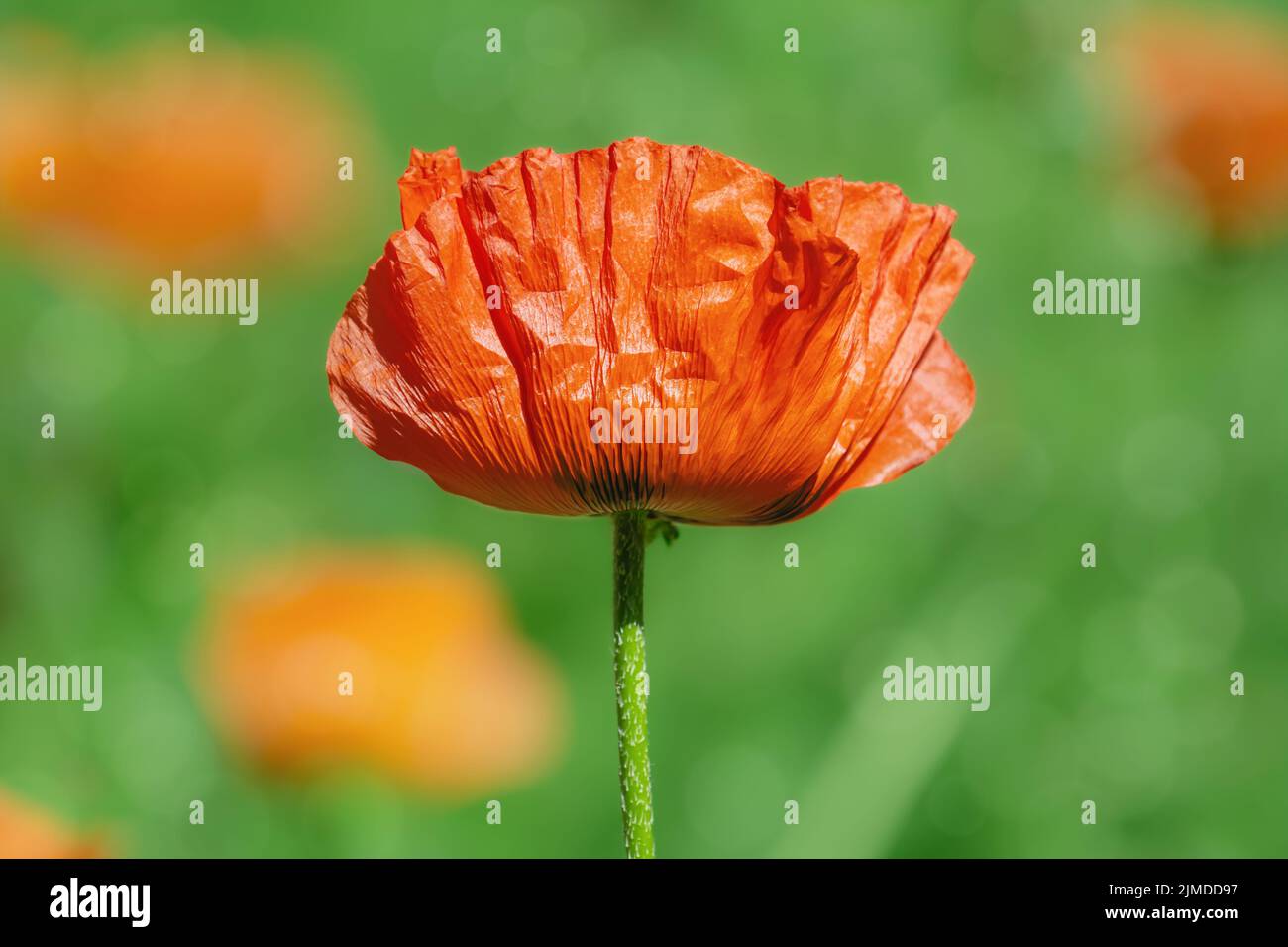 Blossom of poppy flower Stock Photo - Alamy