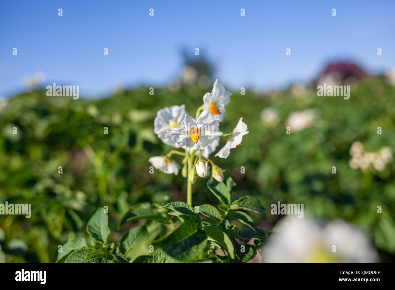 Flowering potato. Potato flowers blossom in sunlight grow in plant ...